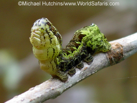 Animals in Disguise - World Safaris